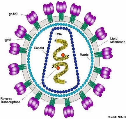 Introdução à Virologia ~ Saúde do Futuro