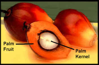 All about Palm Oil: Palm Kernel and Palm Kernel Oil