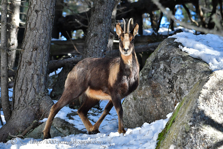 WILDLIFE GATEWAY: Avec les Isards dans la neige