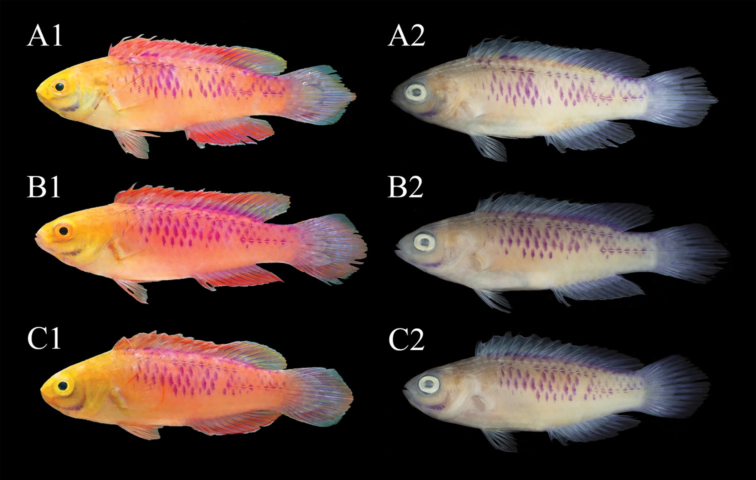 Species New to Science: [Ichthyology • 2019] Cirrhilabrus wakanda • A ...