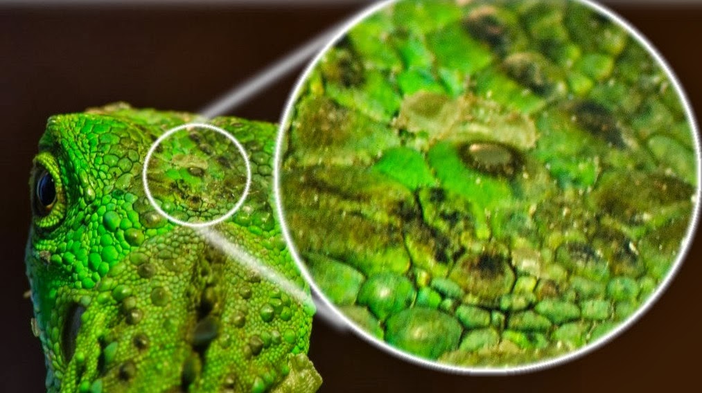 Fotonaturalista: El tercer ojo de los reptiles