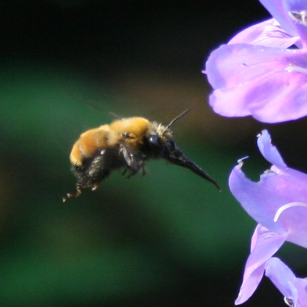 twenty pound tabby: Native Bees of Colorado