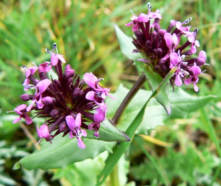 Wildflowers of Andalucia: Fedia cornucopiae