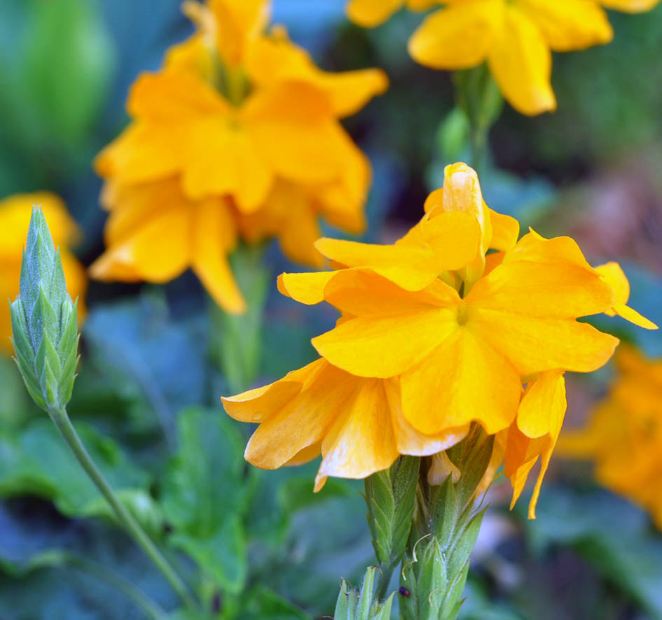 S T i l e T To: Crossandra infundibuliformis - The Firecracker Flower