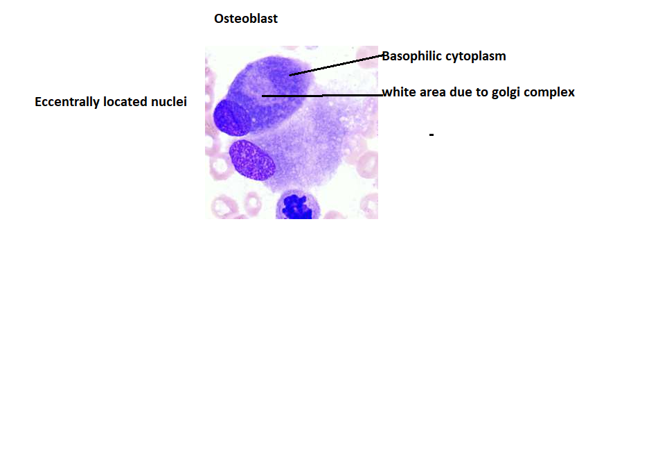 easyhumanatomy: Summary of osteoblast : bone forming cell of skeletal ...