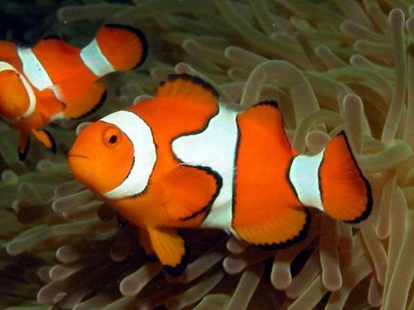 Gambar Ikan: Ikan Badut