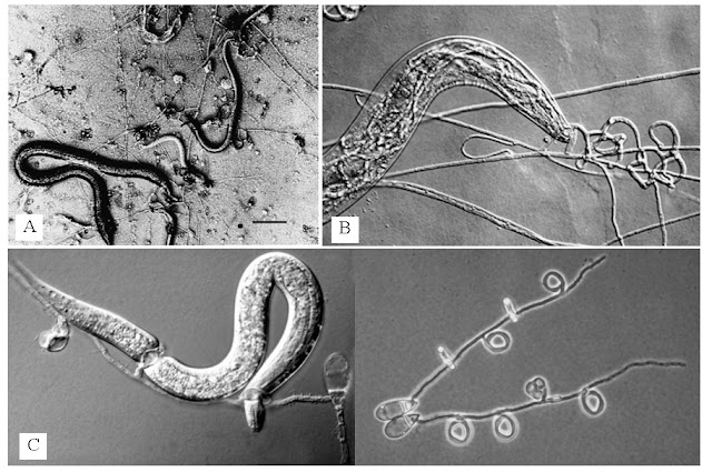 Interaksi Fungi dengan Nematoda - Biologizone