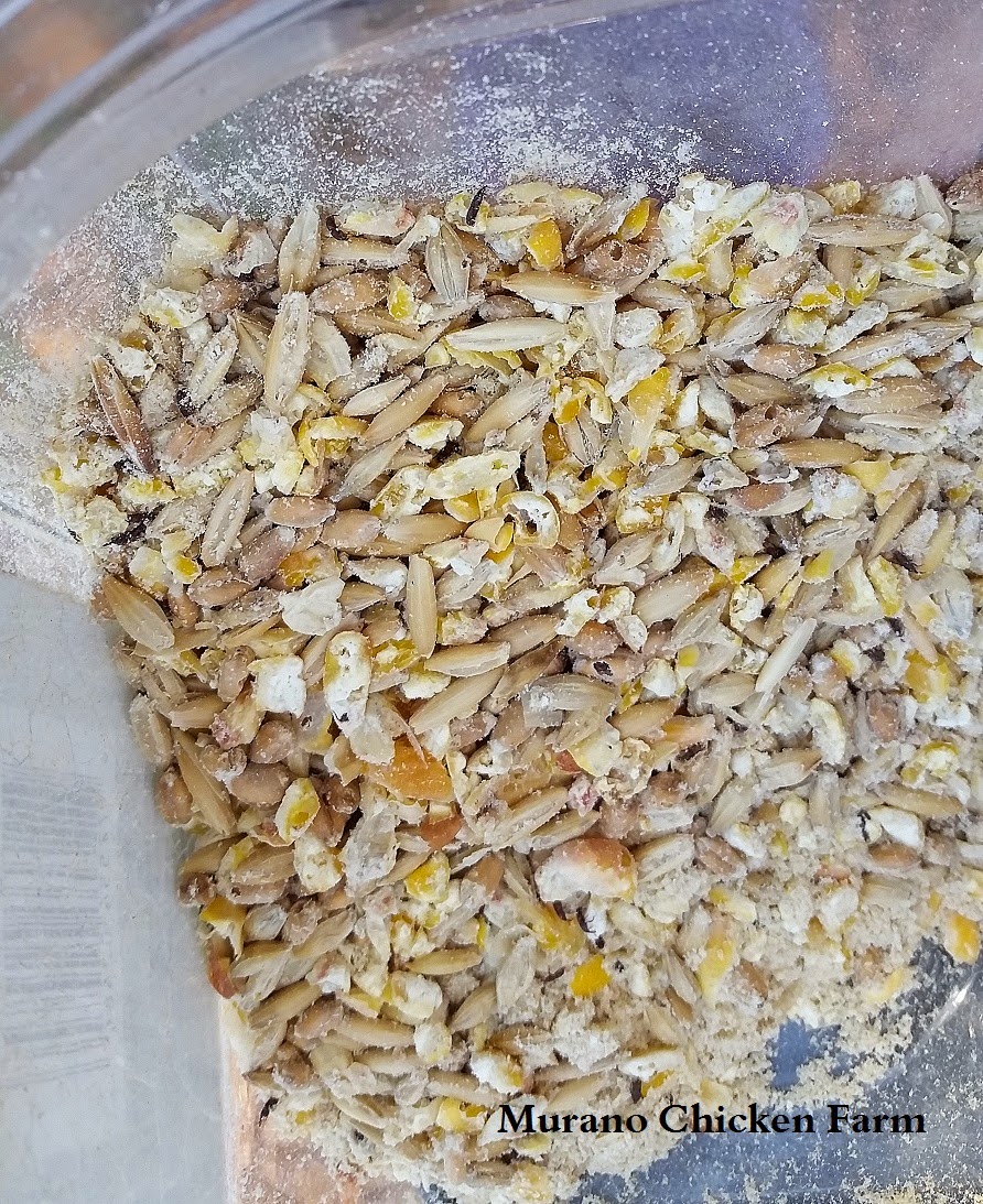 Bugs In The Chicken Feed Murano Chicken Farm