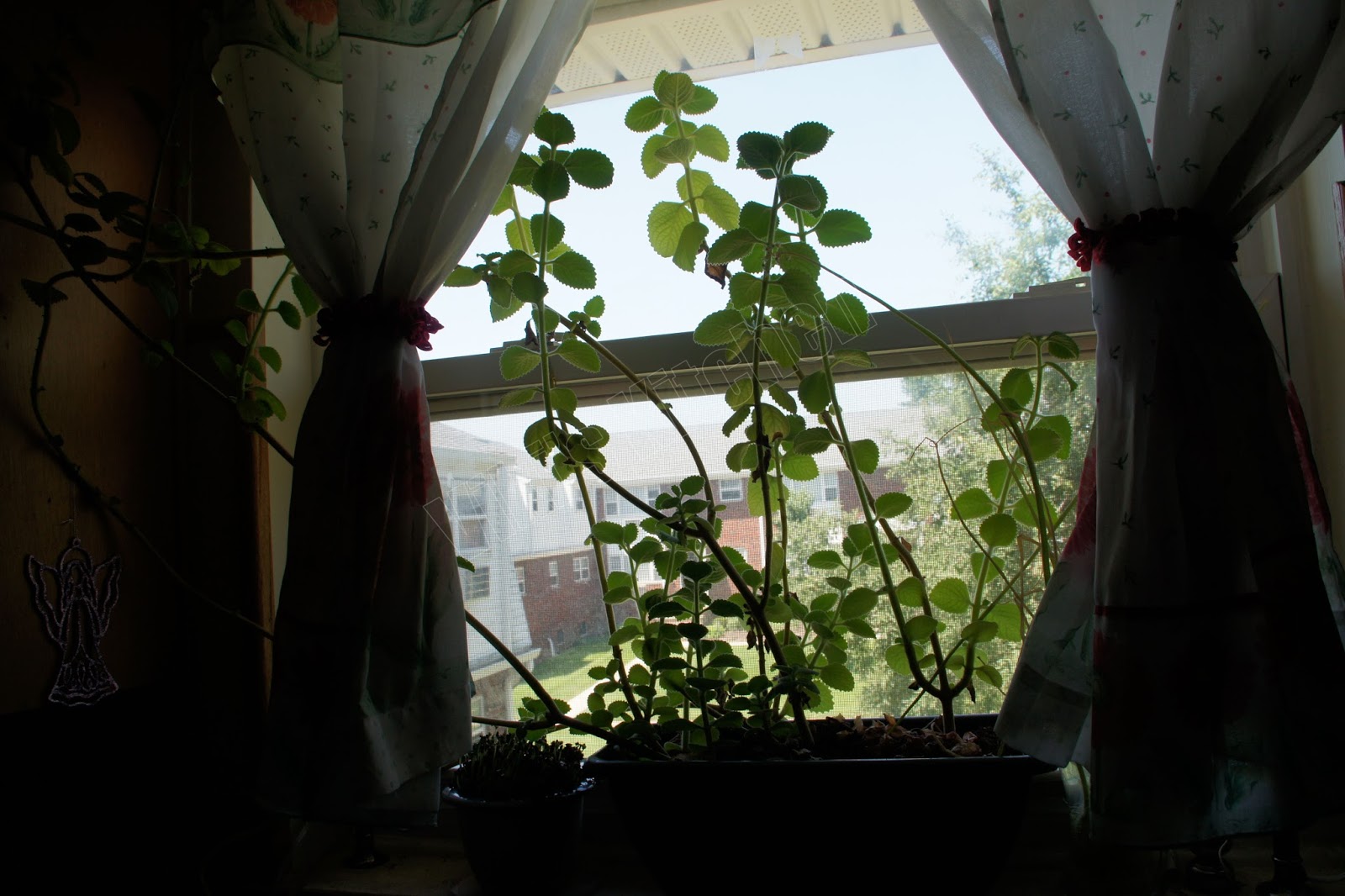 Viki 's Kitchen: Omavalli bajji