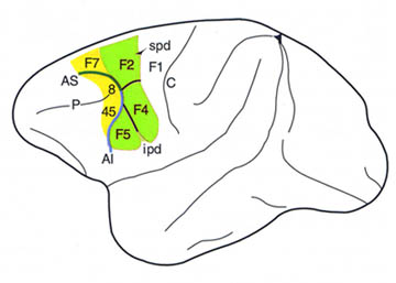 Maciocia Online: MIRROR NEURONS: THE ARENA OF SHEN AND HUN?