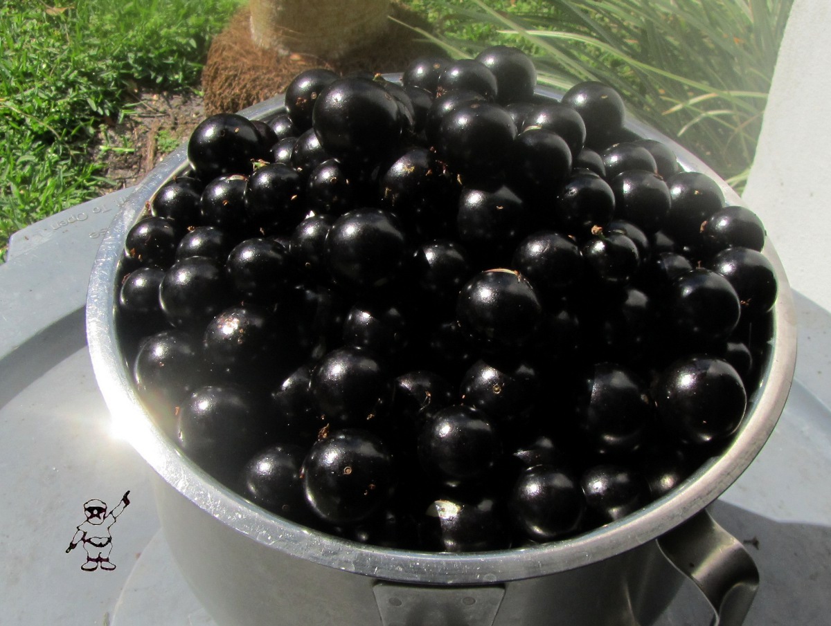 tog of coral gables dailyphoto: jaboticaba Picked Today And In 24 Hours ...