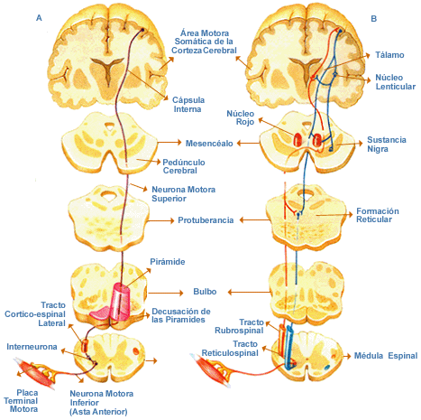 Estructuras Cerebrales