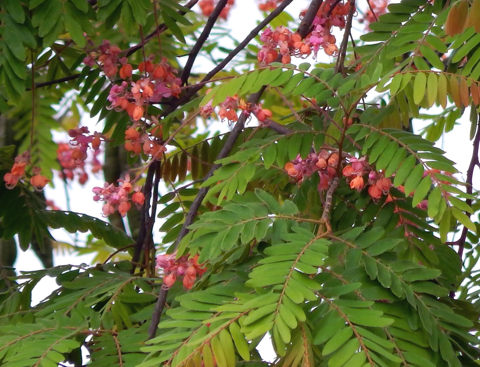 GeoAtelier SementeS : Acácia Rosa, a gigante exuberante e farmácia das ...