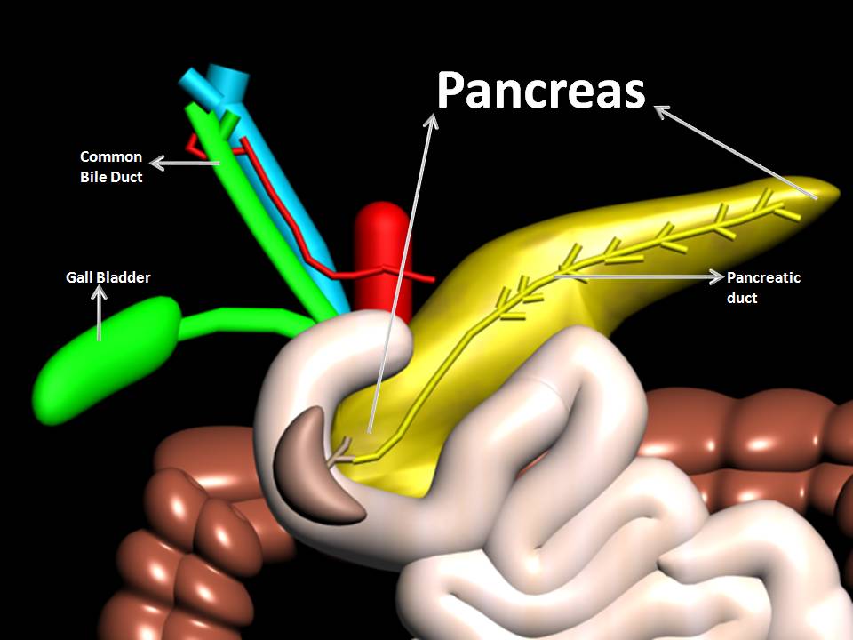 Manash (Subhaditya Edusoft): Human Hormone System : Important ...