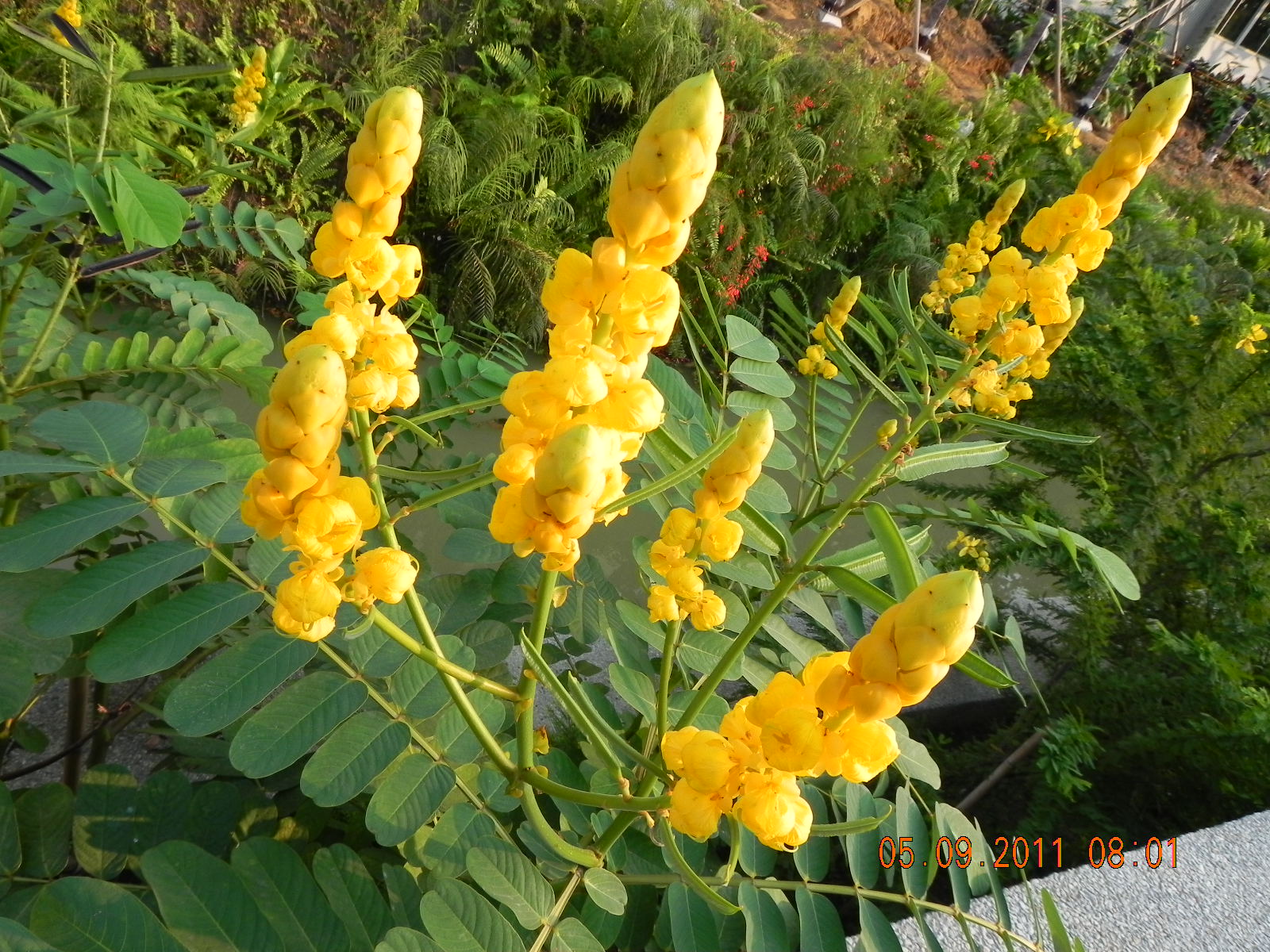 my G@Rdening frenzY: SENNA ALATA