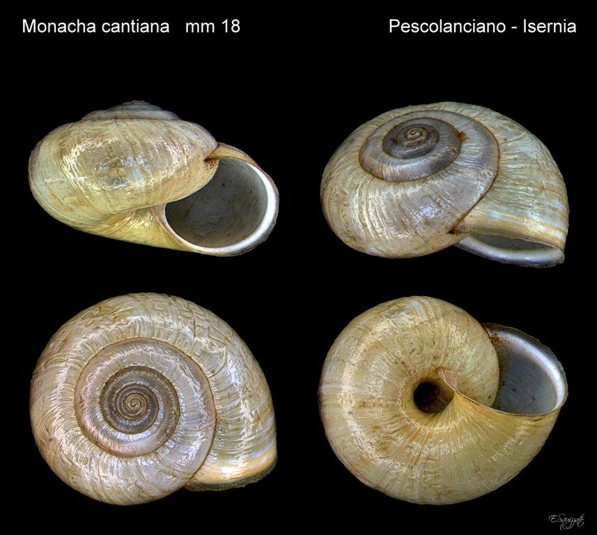 FOTO CONCHIGLIE MEDITERRANEO