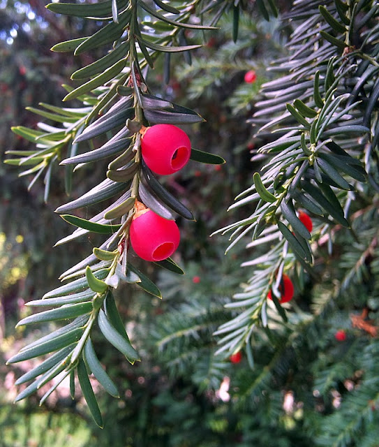 Árboles con alma: Tejo. Teix. (Taxus baccata)