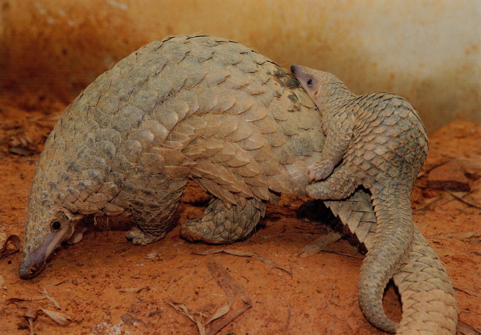 Postcard Interchange 明信片交流站: Animal Postcard from Singapore Zoo