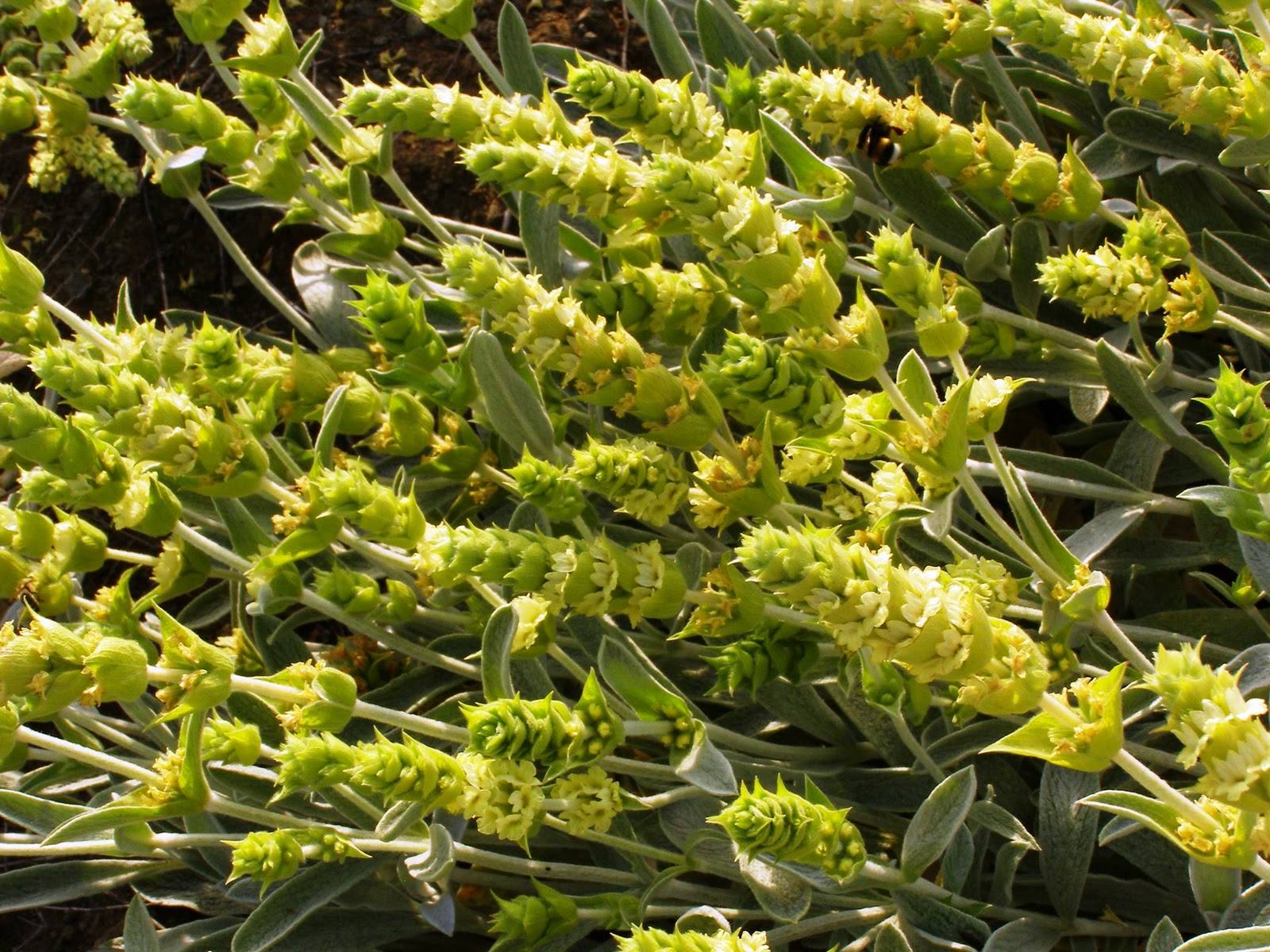 Tè di montagna ( Τσάι Βουνού )