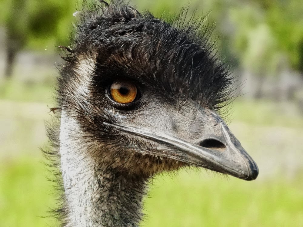 Snap Happy Birding: Emu