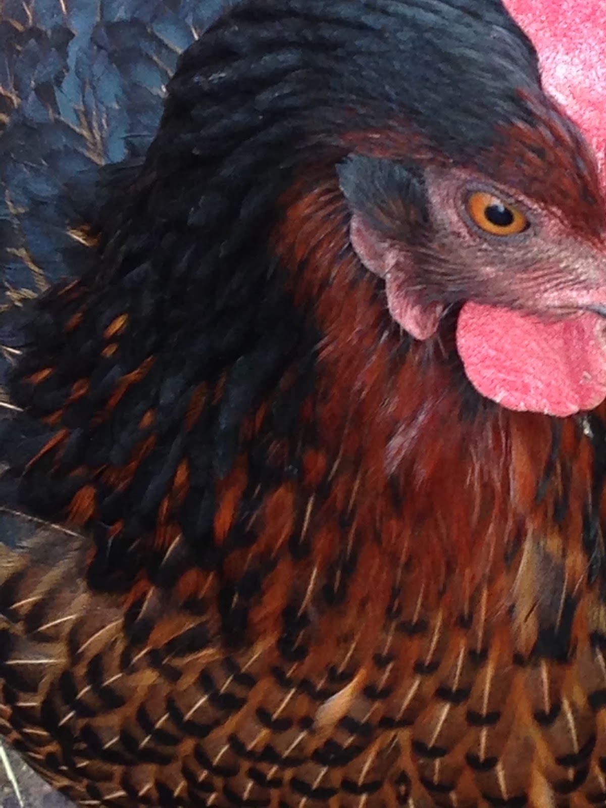 All About Chickens : Highland Orchards Farm Market