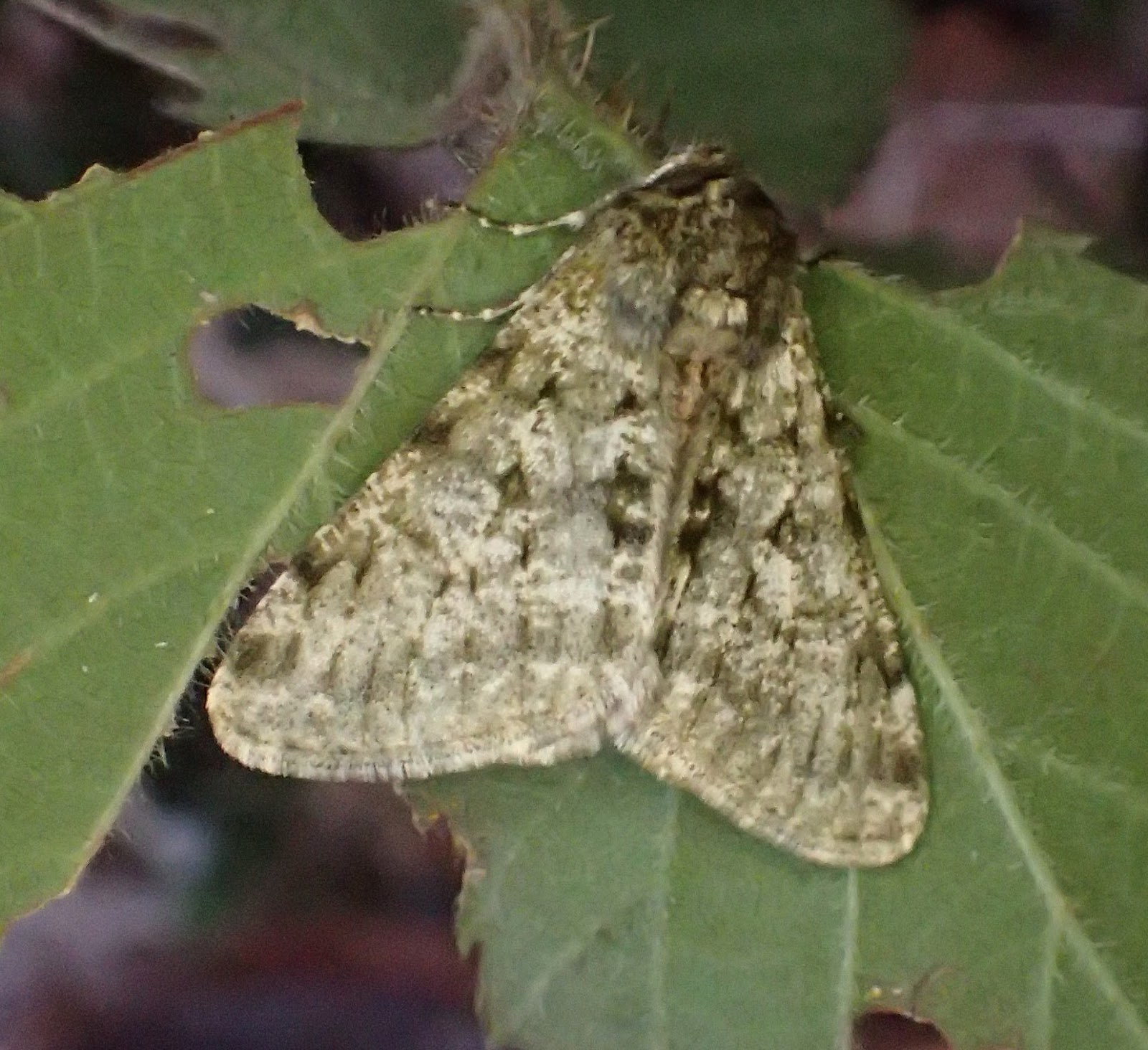 Ceredigion Moths: Spring Usher