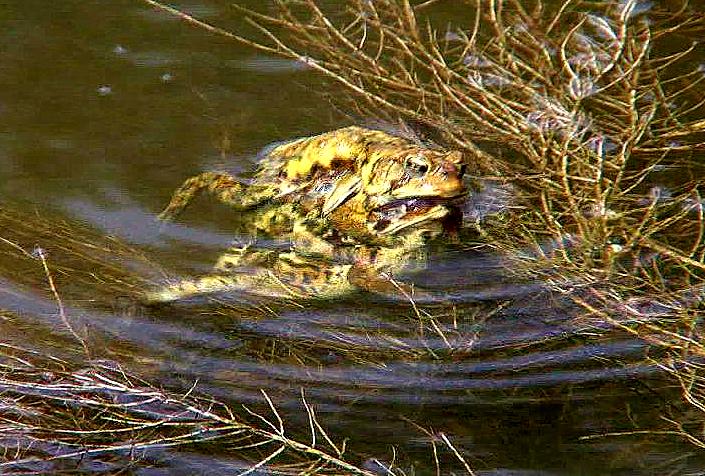 Tales From The Wilds: Spawning Time at Toad Paradise