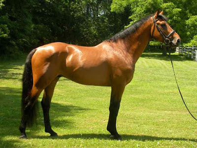 Macam-Macam Jenis Kuda Terbesar Tercepat Terlengkap Di Dunia