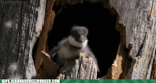 Lustige animierte Tier Gifs: Süsse Küken auf der Flucht