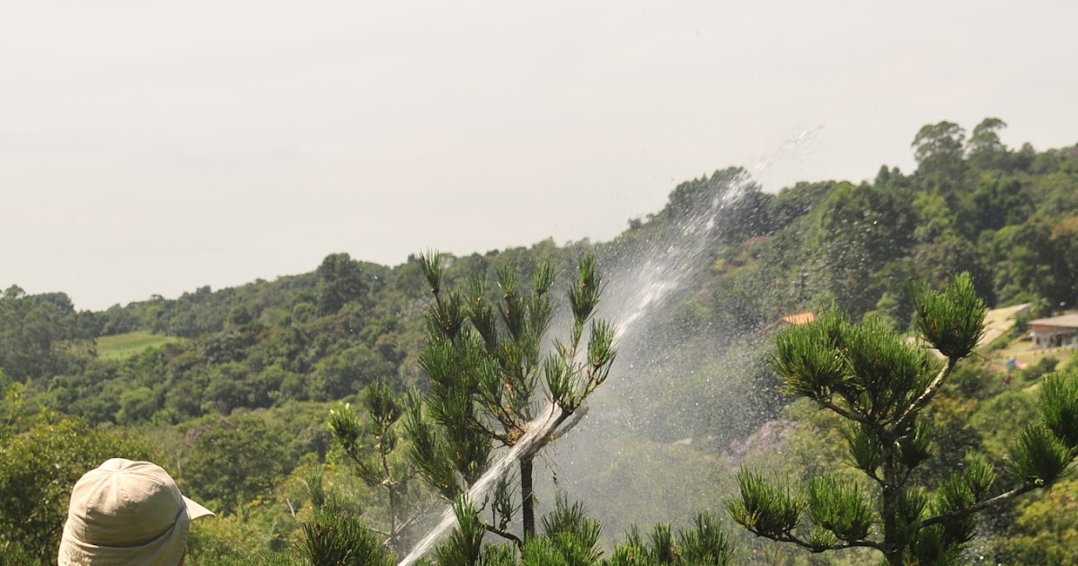 Matsu Nagao: LÍQUENS NO PINHEIRO NEGRO