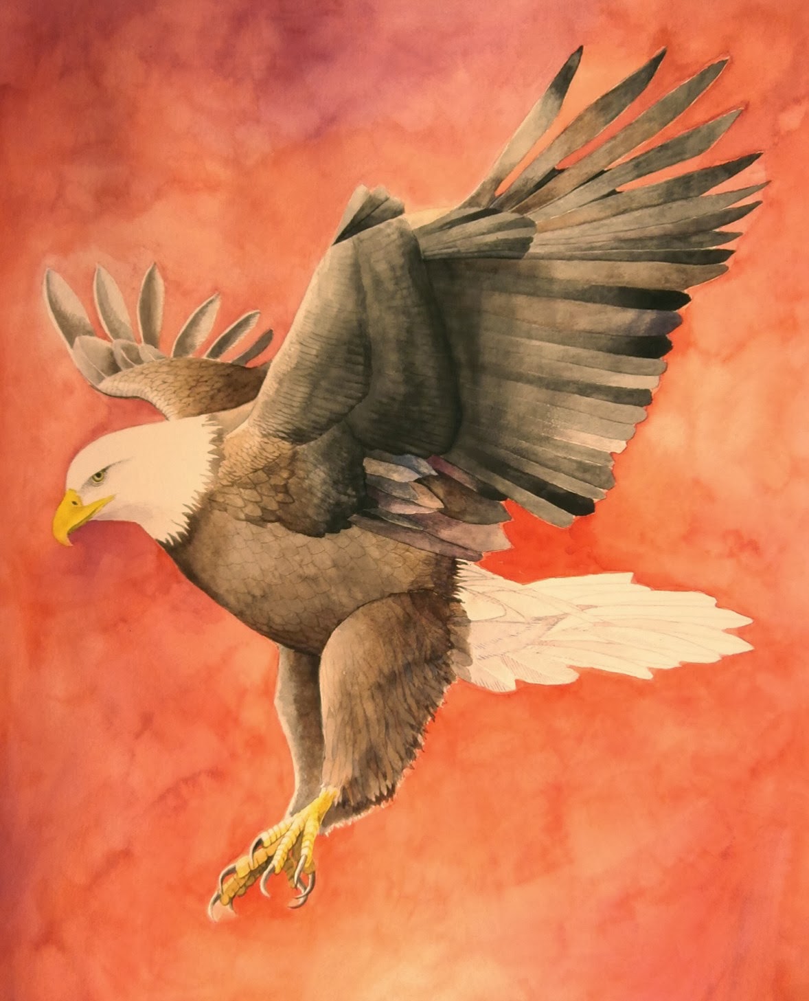 Tom Bose Watercolors: No. 28: Bald Eagle Watercolor