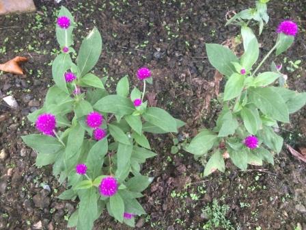 Gomphrena globosa | Pustaka Flora | Database Tanaman Landscape