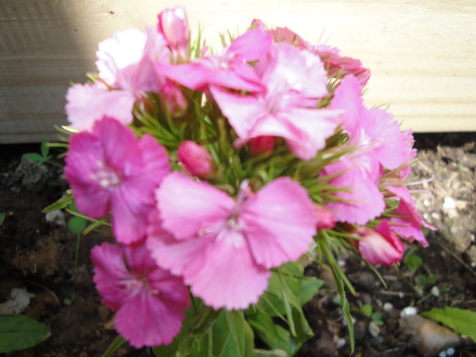 Obstacles and Glories: Dianthus