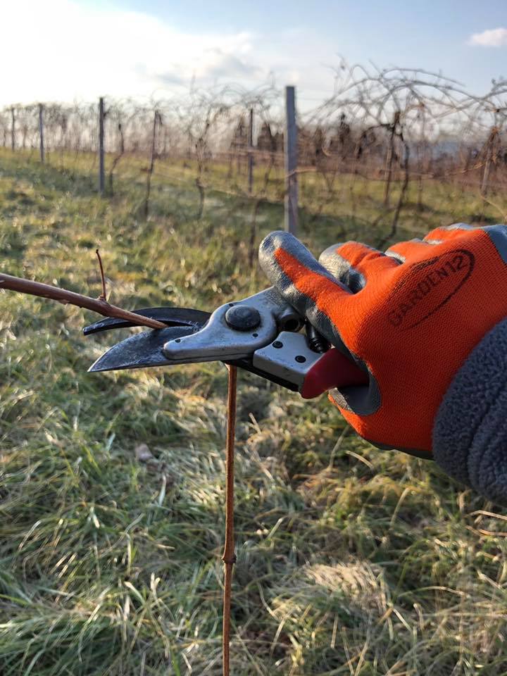 Chronicles of the Long Shot Farm