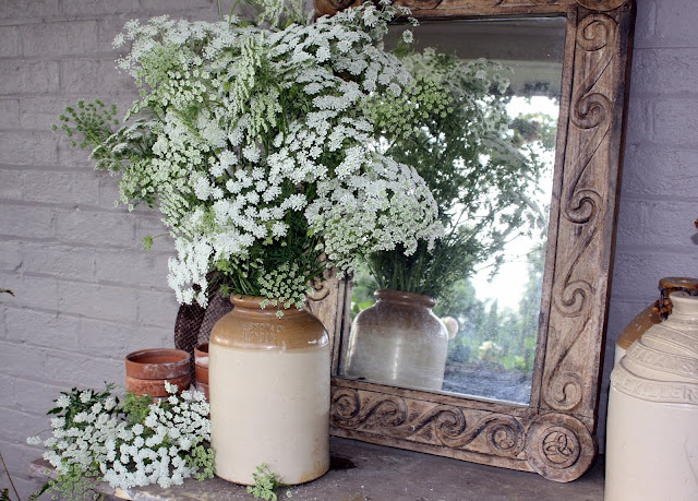 Seminte si plante de gradina hobby: Ammi Visnaga-Marar salbatic