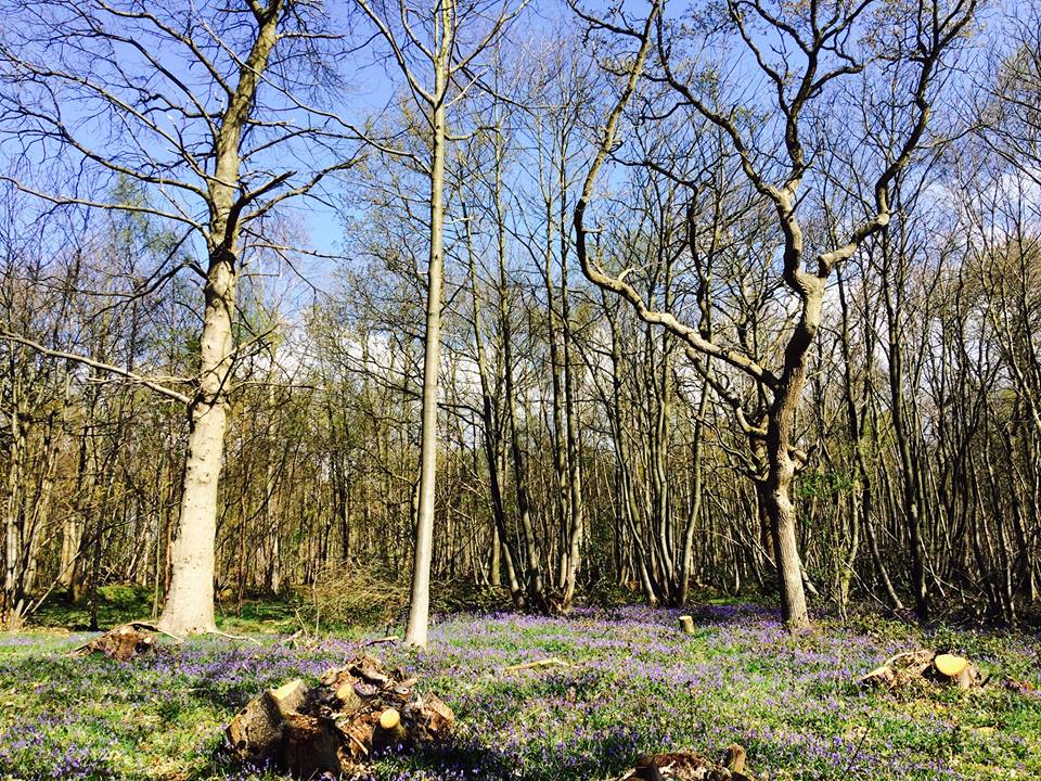 Tales of the March Hare: High Woods Country Park, Turner Road ...