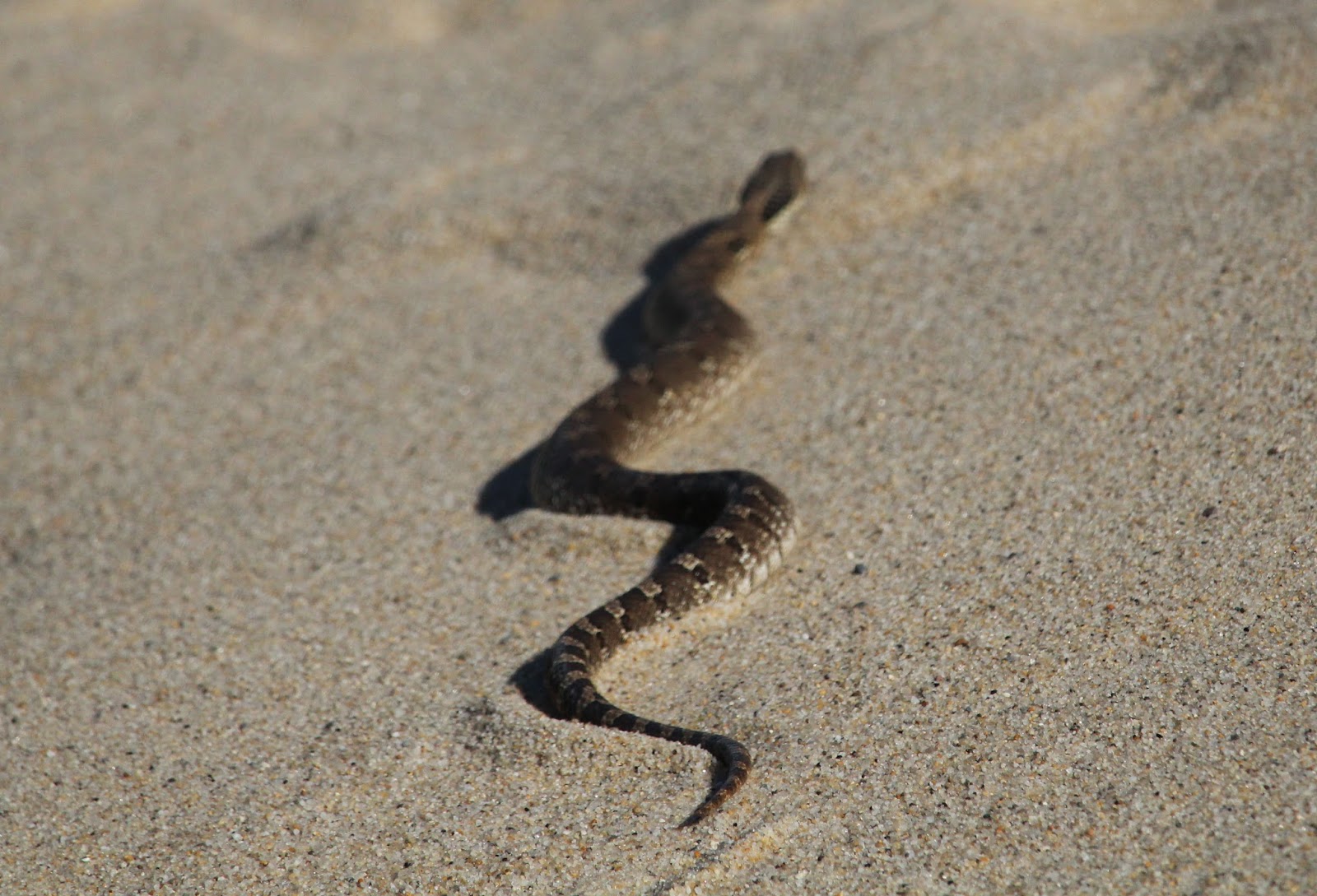 Capture America Journal