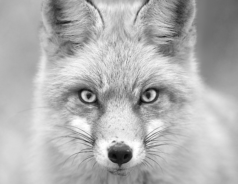 Fox Photography Black And White