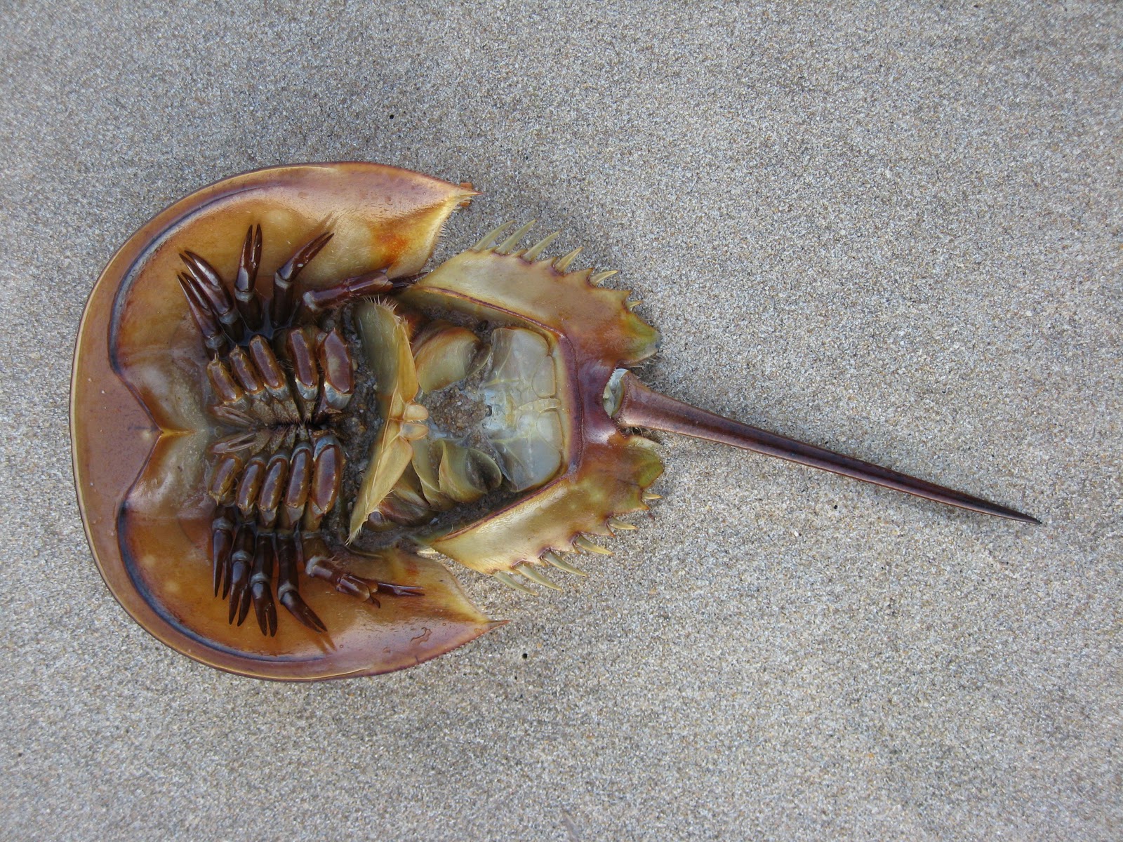 Magnolia Bend Drive: Beach Creatures