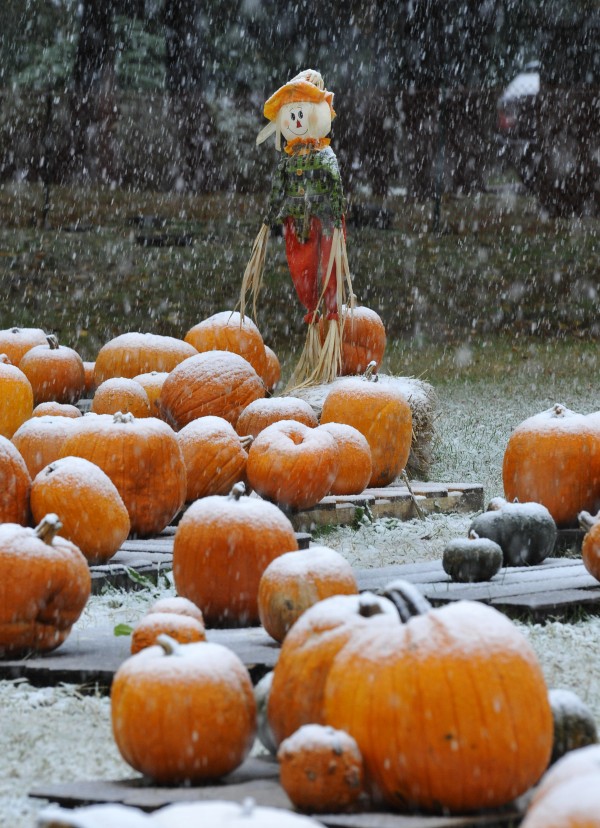 Something wicKED this way comes....: Snumpkins [Snow Pumpkins] (Day 11 ...