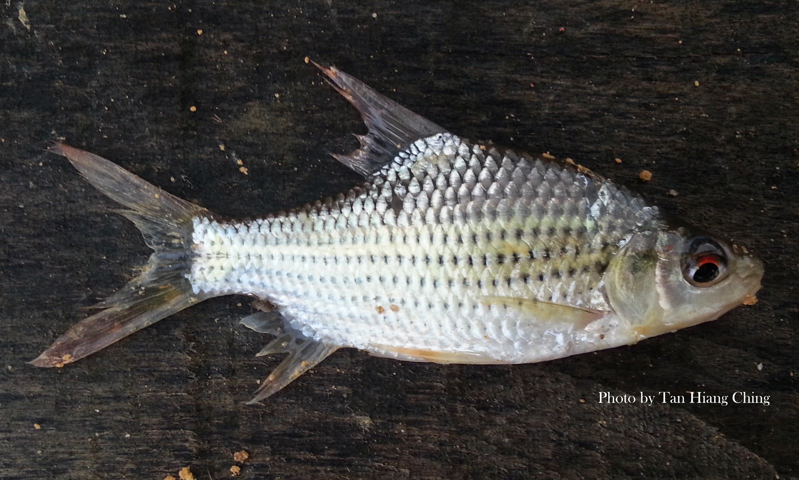 Cyprinids (Barbs) - Talk About Fish