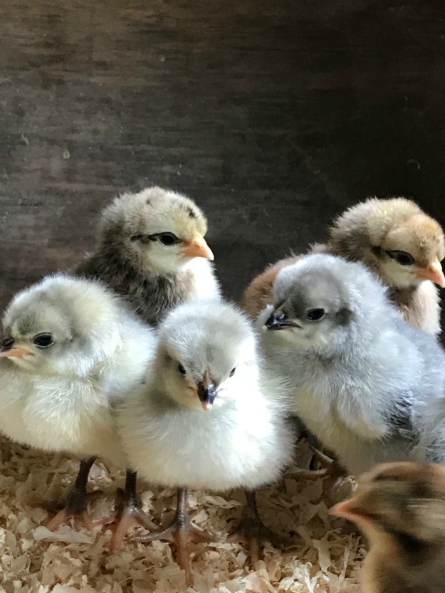Little Farmstead: Heritage Breed Chickens {And Which Chicks We Chose...}