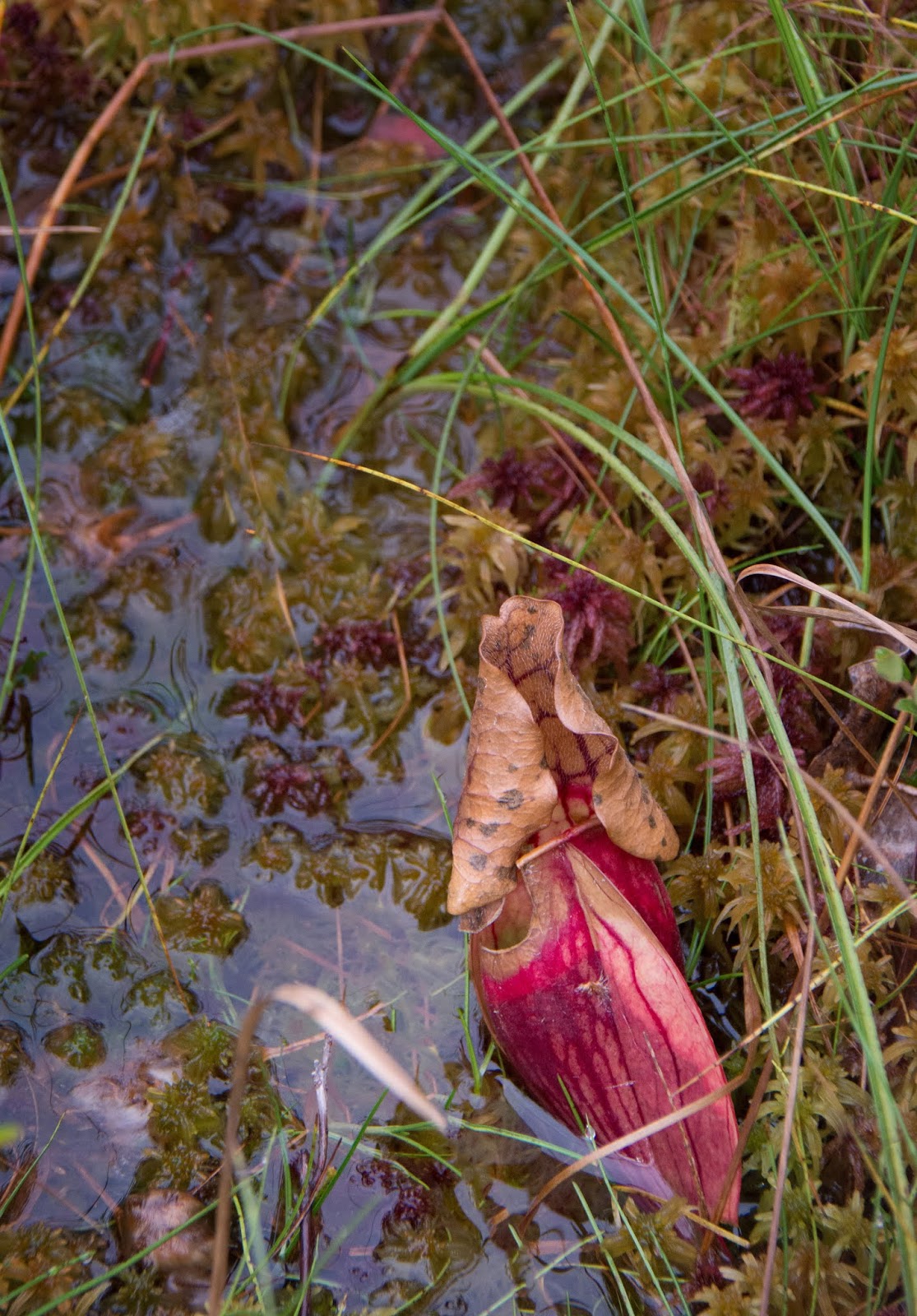 Carol's View Of New England: Moose Bog, Ferdinand VT