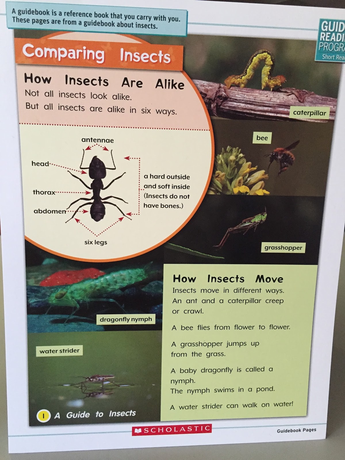 The Primary Sisters: Guided Reading and Literacy Centers