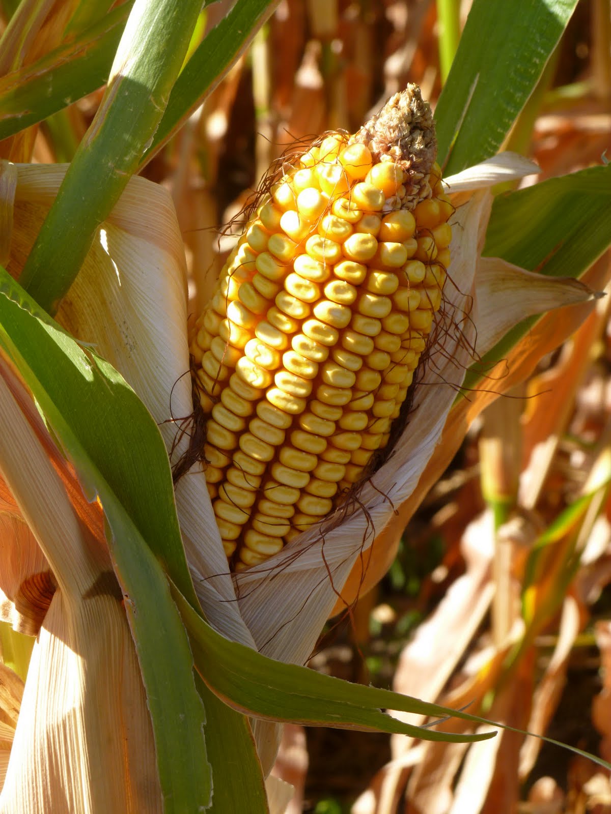 Three Things Very Dull Indeed: Corn in the backyard 2011, week 16