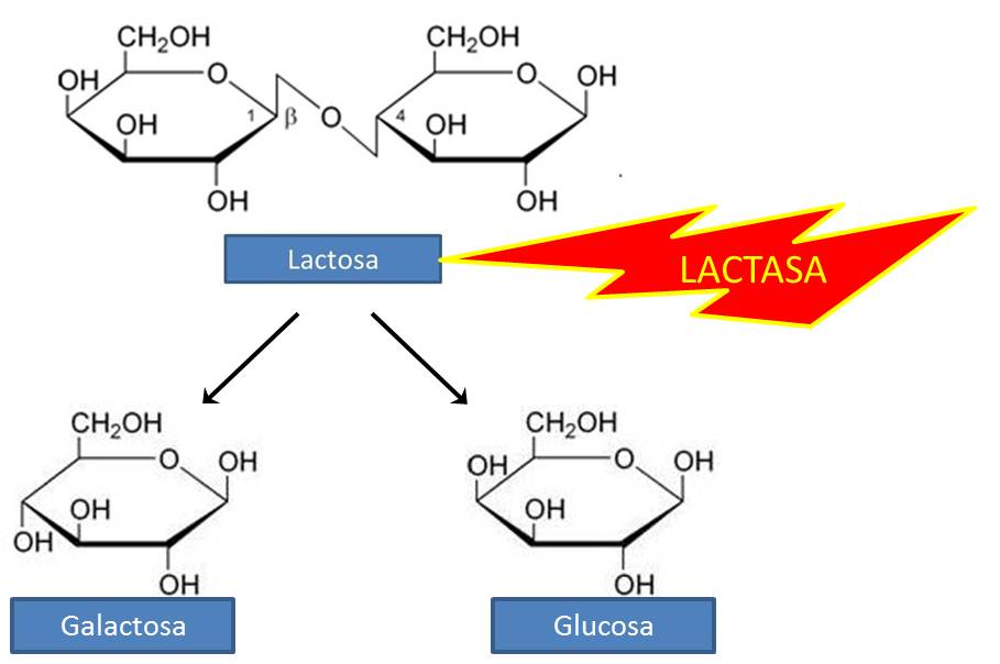 La ciencia desde otro punto: Mala leche; problemas con la lactosa.