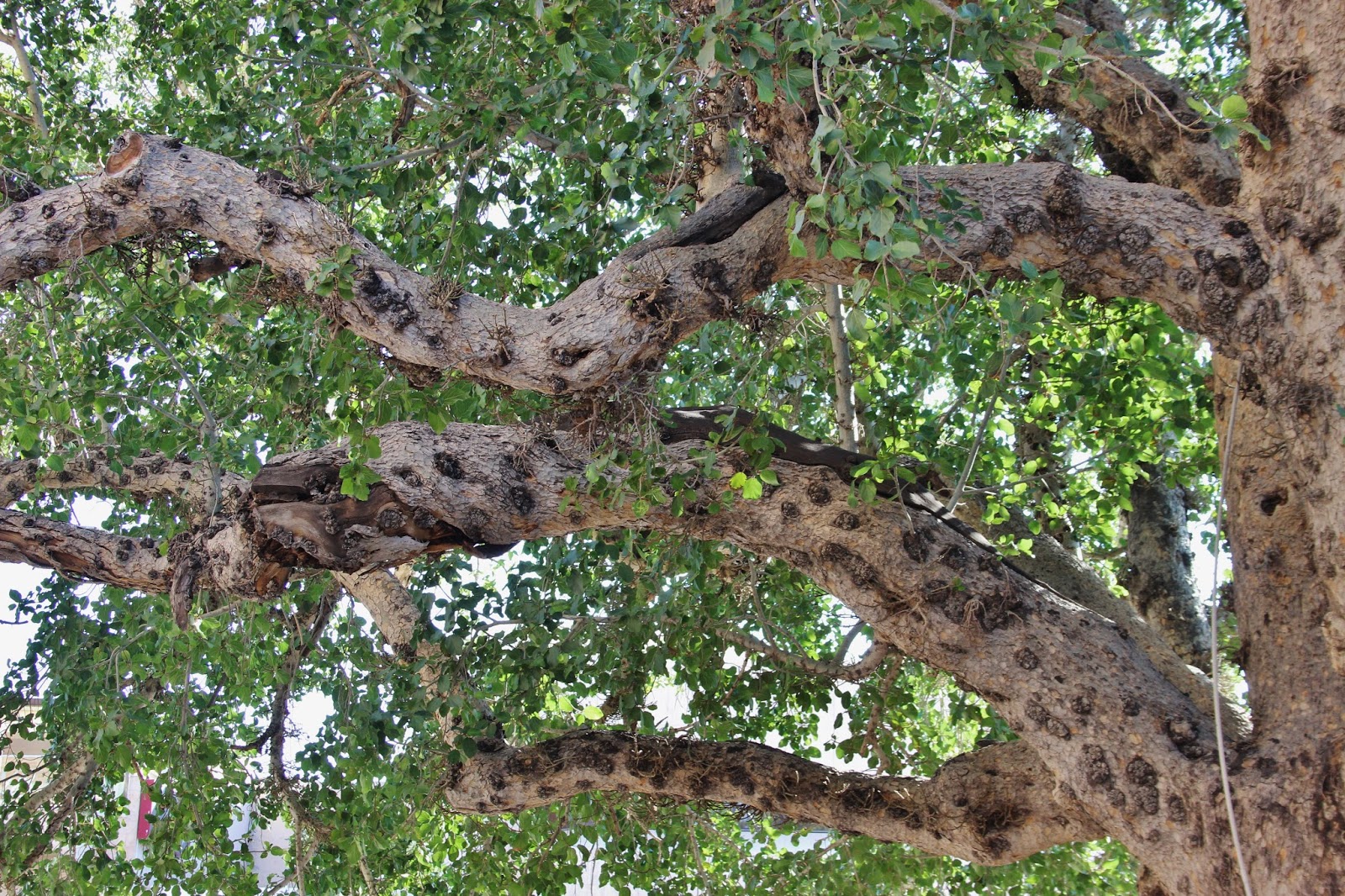 Biodiversity of Cyprus by NGO Protection of the Natural Heritage and ...