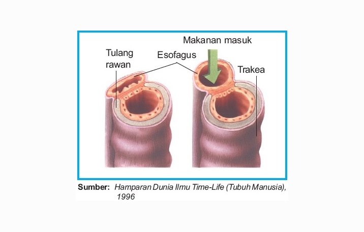 Trakea : Pengertian, Struktur, Fungsi, Bagian - Asep Respati Trakea : Pengertian, Struktur, Fungsi, Bagian - Asep Respati