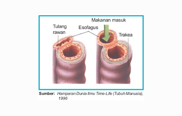 Trakea : Pengertian, Struktur, Fungsi, Bagian - Jegeristik