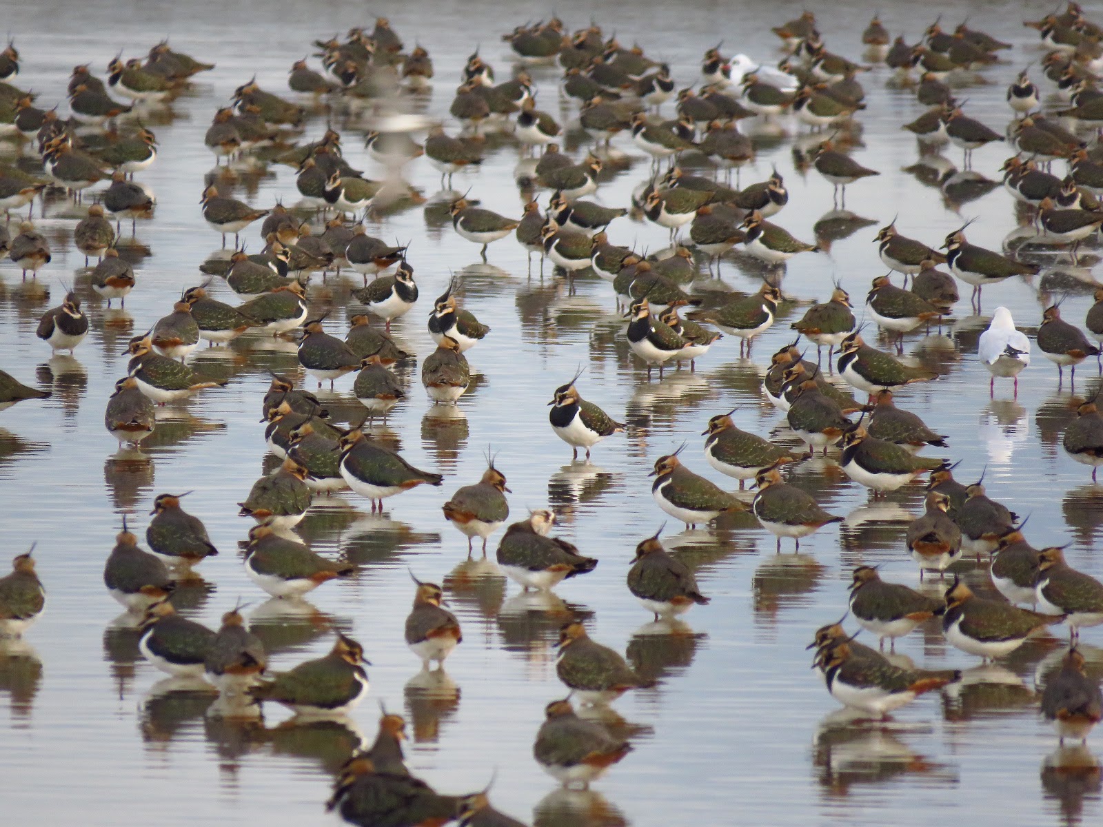 Wild at Hull: November at Alkborough Flats